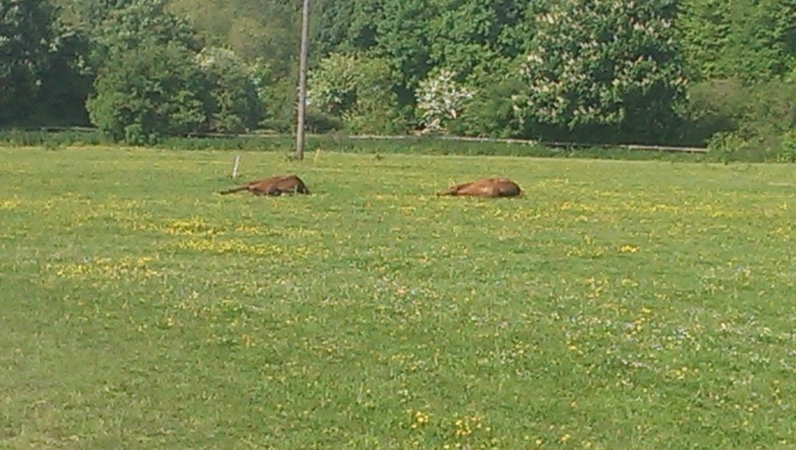 Simon Earle Racing: June 2013